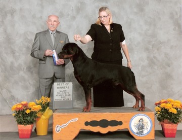 Rottweiler Champions – Blackcombe Kennels