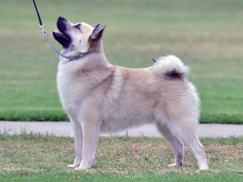 Buhund Dogs - Blackcombe Kennels