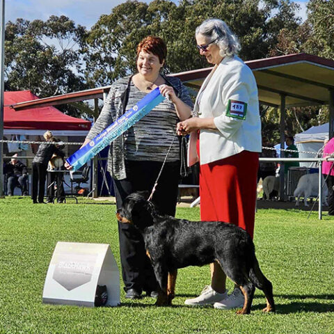 Pinot - Blackcombe Kennels